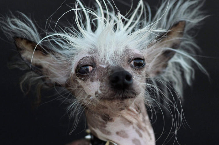 Top 10 Ugliest Dog Breeds - Factspedia