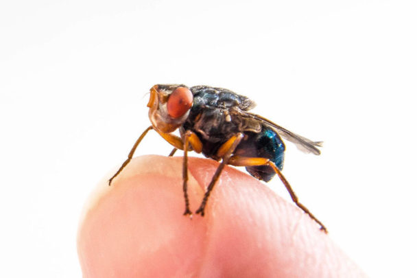 Top 10 Most Scary Insects In The World - Factspedia