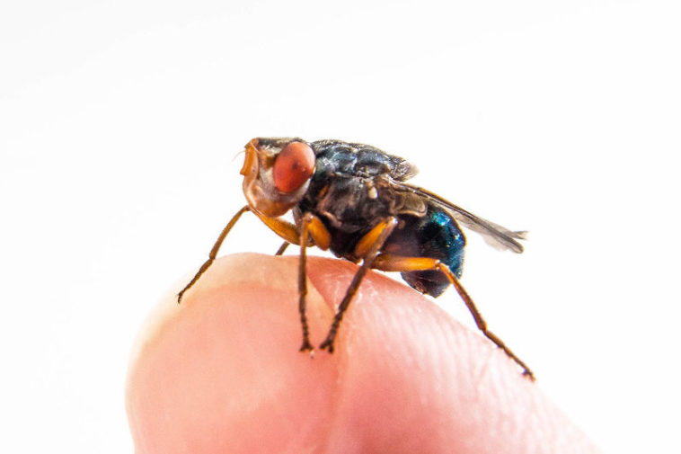 Top 10 Most Scary Insects In The World - Factspedia