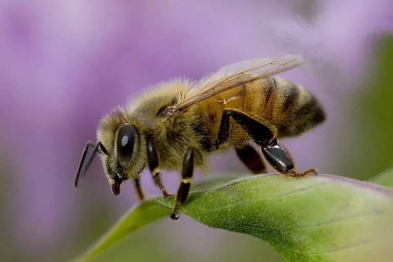 Top 10 Most Scary Insects In The World - Factspedia