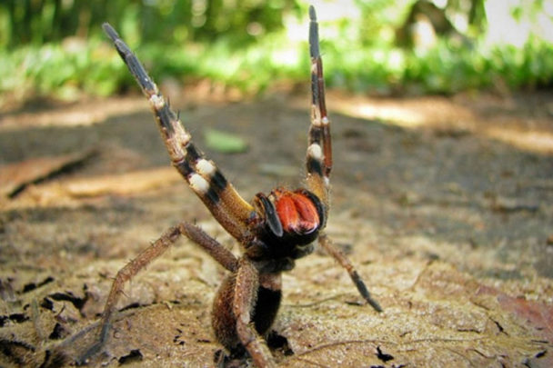 Top 10 Most Scary Insects In The World - Factspedia