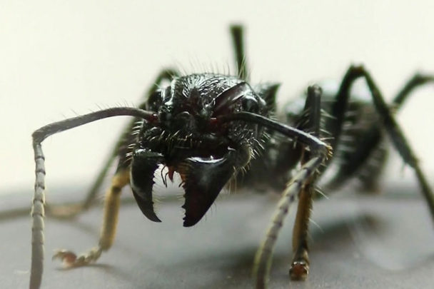 Top 10 Most Scary Insects In The World - Factspedia