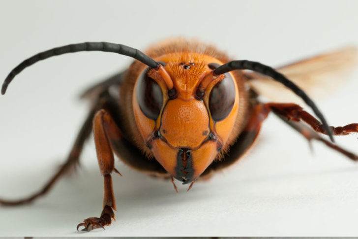 Top 10 Most Scary Insects In The World - Factspedia