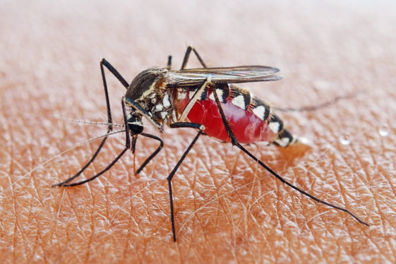 Top 10 Most Scary Insects In The World - Factspedia