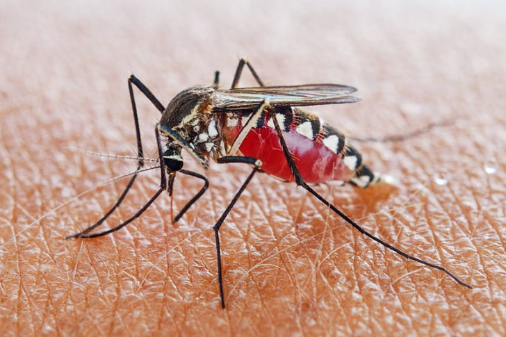 Top 10 Most Scary Insects In The World - Factspedia