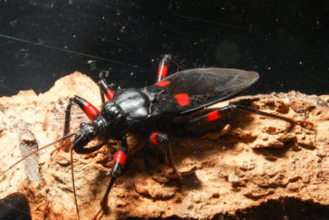 Top 10 Most Scary Insects In The World - Factspedia