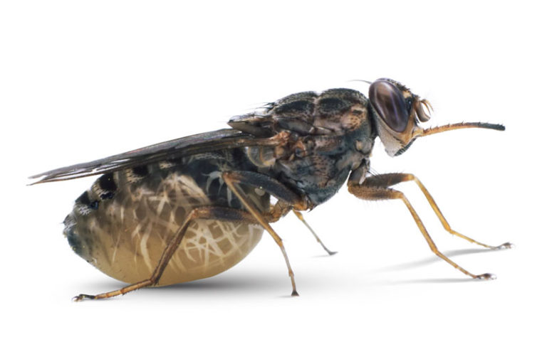 Top 10 Most Scary Insects In The World - Factspedia