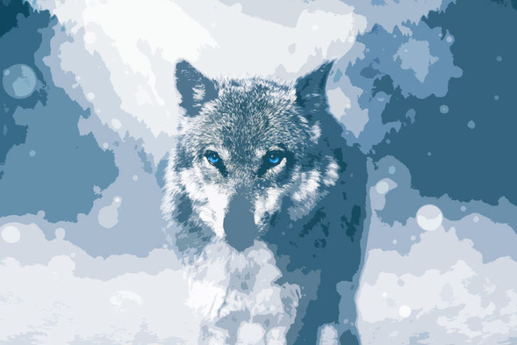 Interesting Facts About Wolves - Factspedia