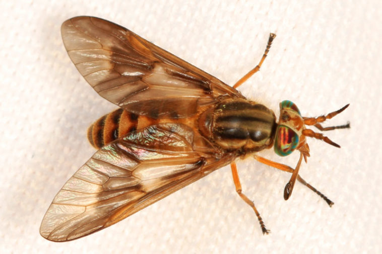 Top 10 Most Scary Insects In The World - Factspedia