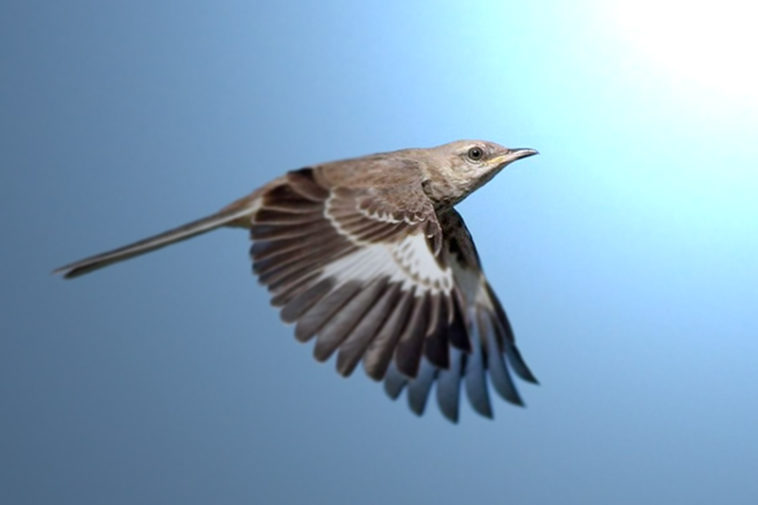 Fun & Interesting Facts About Mockingbirds - Factspedia