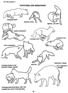 Interesting Facts About Wolves - Factspedia