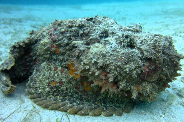 Top 10 Deadliest Fishes - Factspedia