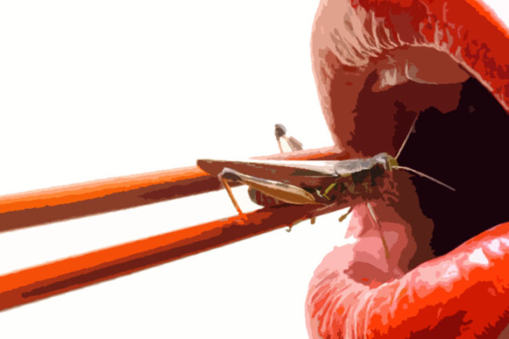 Top Ten Bugs You Can Eat - Factspedia