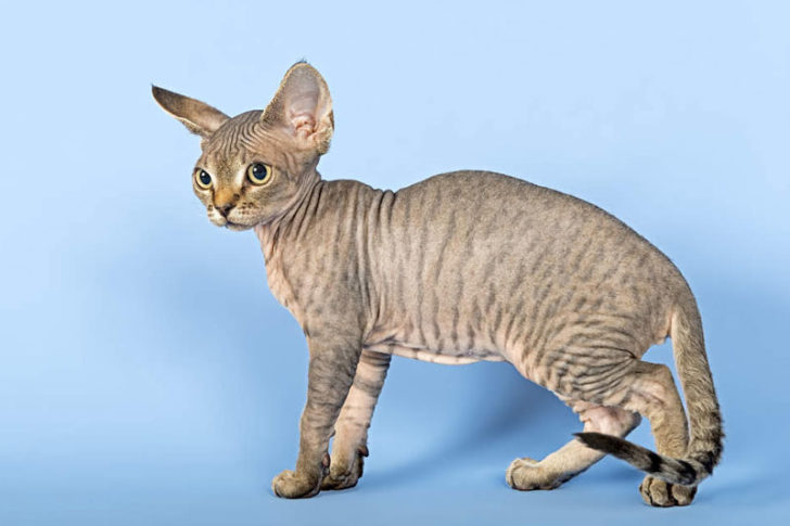 Top 10 Ugliest Cat Breeds - Factspedia