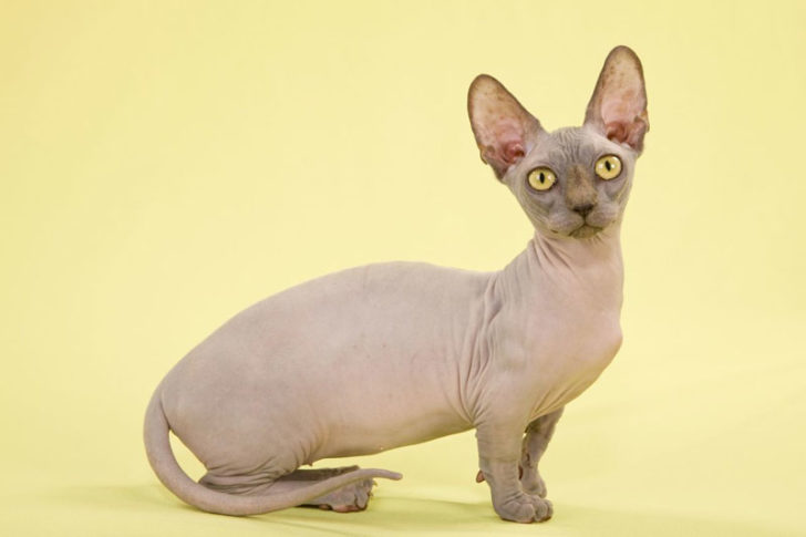 Top 10 Ugliest Cat Breeds - Factspedia