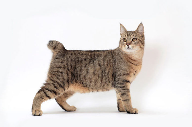 Top 10 Ugliest Cat Breeds - Factspedia