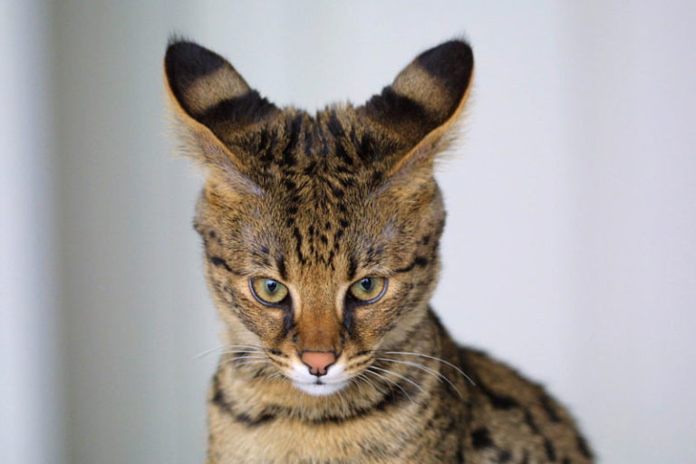 Top 10 Ugliest Cat Breeds - Factspedia