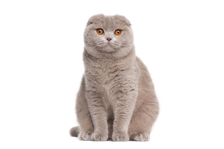 Top 10 Ugliest Cat Breeds - Factspedia