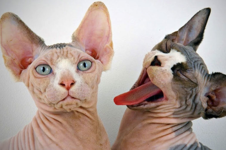 Top 10 Ugliest Cat Breeds - Factspedia