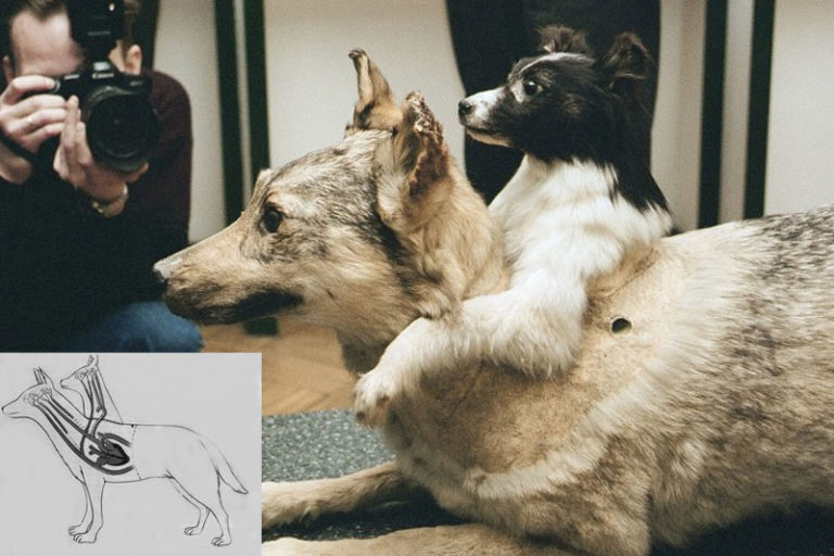 11 Craziest Science Experiments Ever Performed - Factspedia