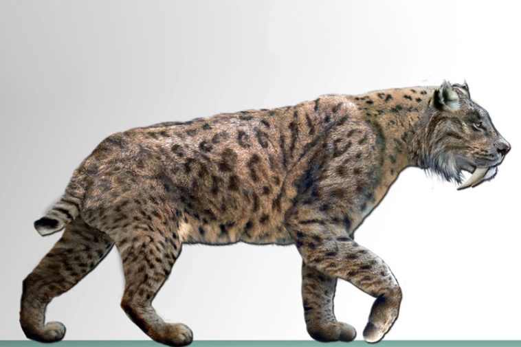 10 Biggest Cats in the History - Factspedia