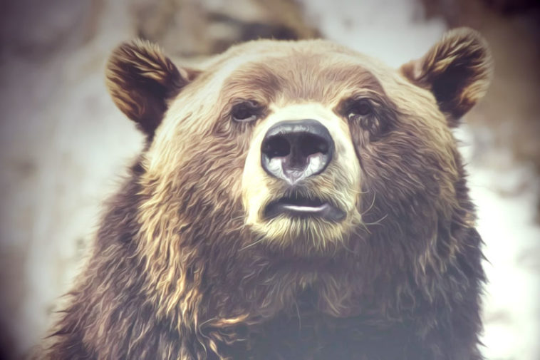 An interesting fact about bears - Factspedia