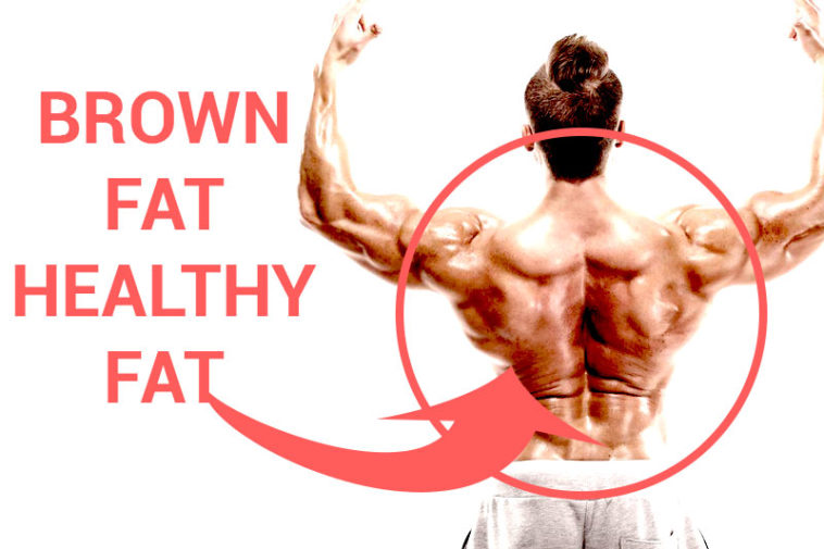 What Is Brown Fat? How is brown fat different from other fat? - Factspedia