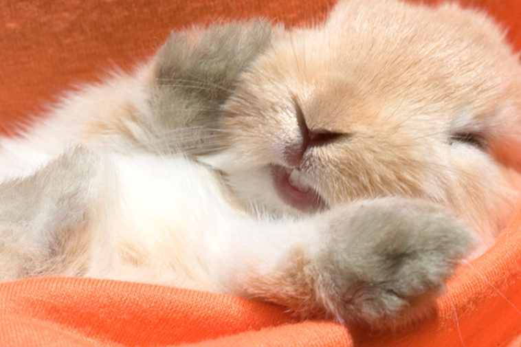 Fun & Interesting Facts About Rabbits - Factspedia