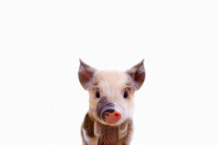 Fun & Interesting Facts About Pigs - Factspedia