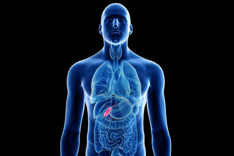 9 Organs You Can Actually Live Without - Factspedia
