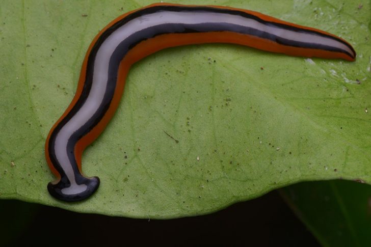 Stomp This Bug If You See It Right Away - Factspedia