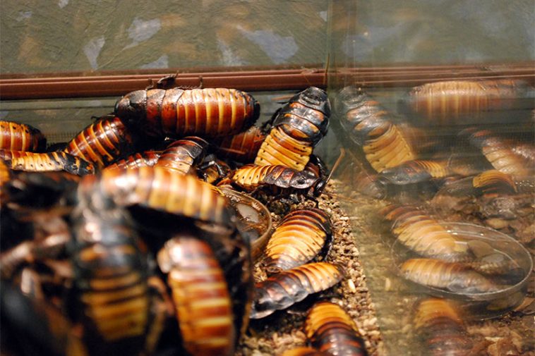14 Seriously Weird Things That Actually Exist In China - Factspedia