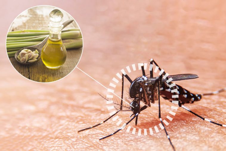 14 Natural Ways To Repel Mosquitoes And Stay Itch-Free This Summer ...