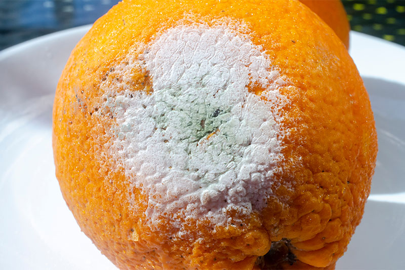 12 Secret Signs Your Produce Has Gone Bad - Factspedia