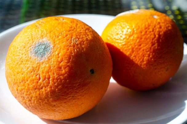 12 Secret Signs Your Produce Has Gone Bad - Factspedia