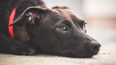 Do You Sometimes Have A Strange Little Bump Behind Your Ear This Is