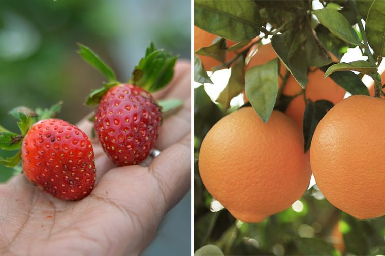 15 Fruits and Veggies you Won’t Believe are Man-made - Factspedia