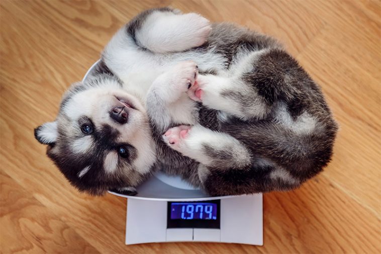 How Can You Calculate Your Dog’s Healthy Weight? - Factspedia