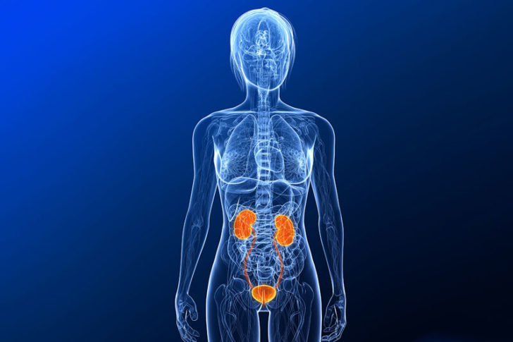 9 Organs You Can Actually Live Without - Factspedia