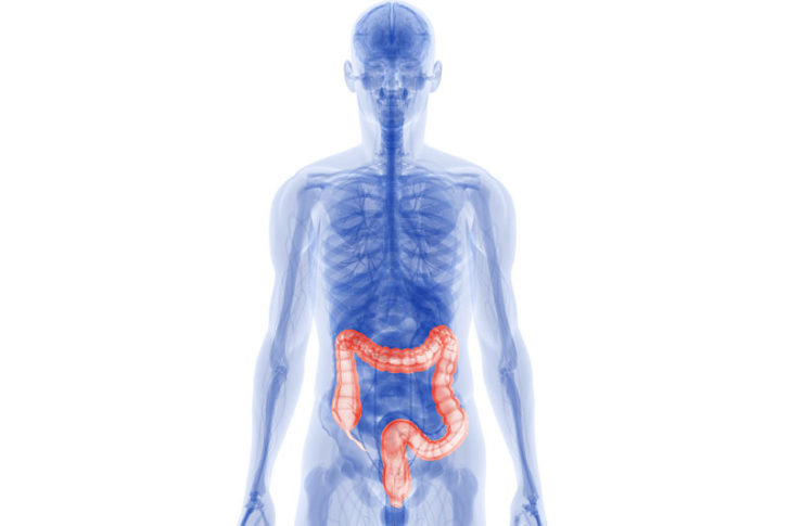 9 Organs You Can Actually Live Without - Factspedia