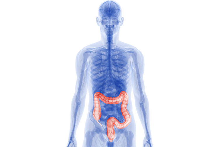 9 Organs You Can Actually Live Without - Factspedia