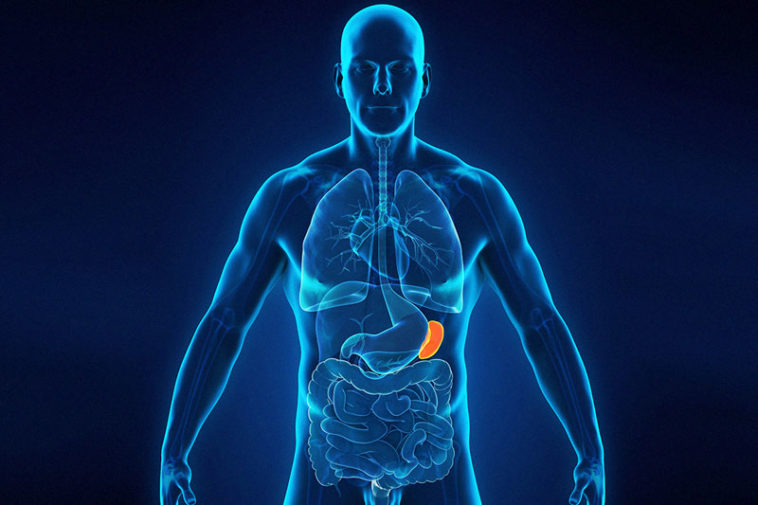 9 Organs You Can Actually Live Without - Factspedia